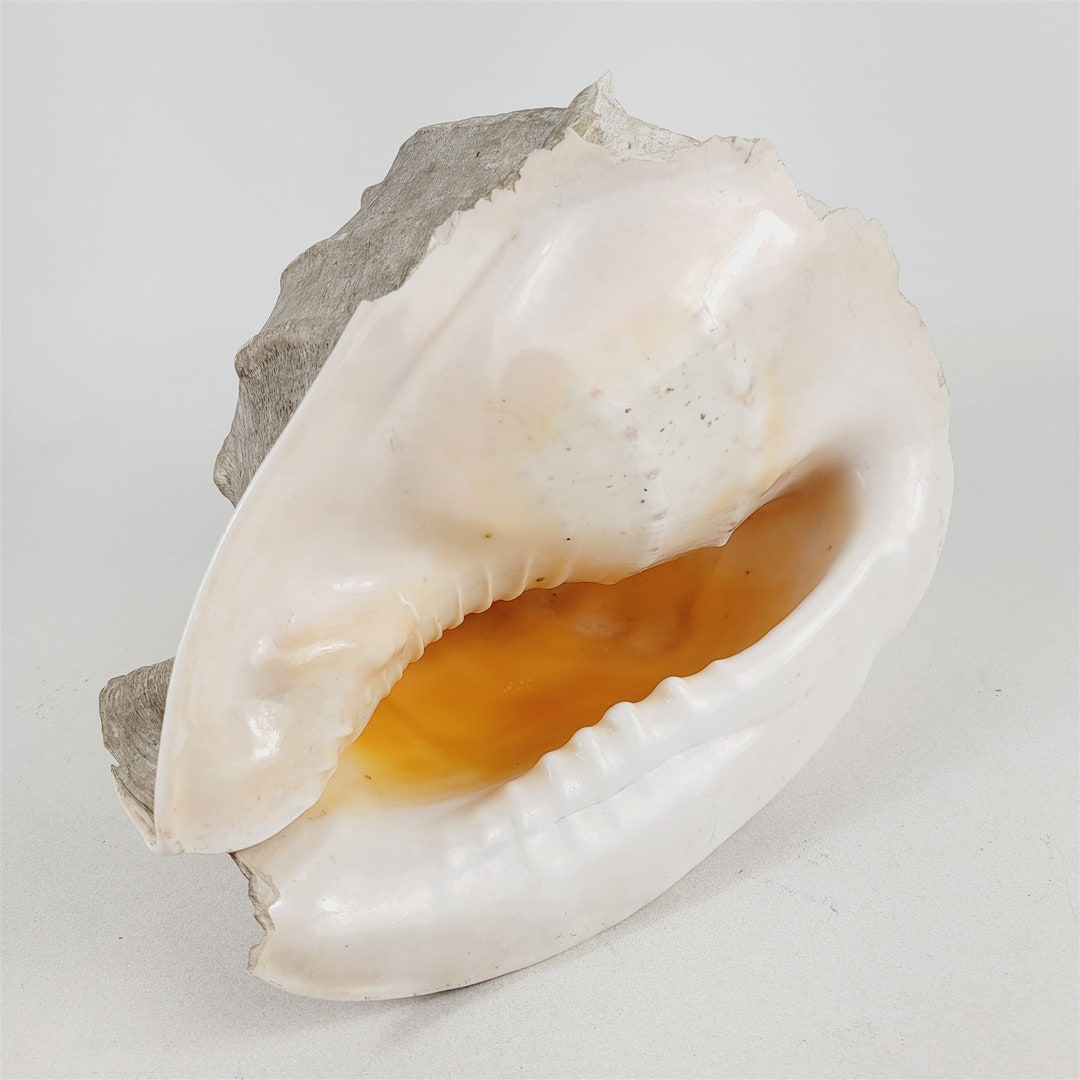 Large 12" Queen Conch Shell Seashelll Beach Decor Ocean Nautical 5+ Lbs ...