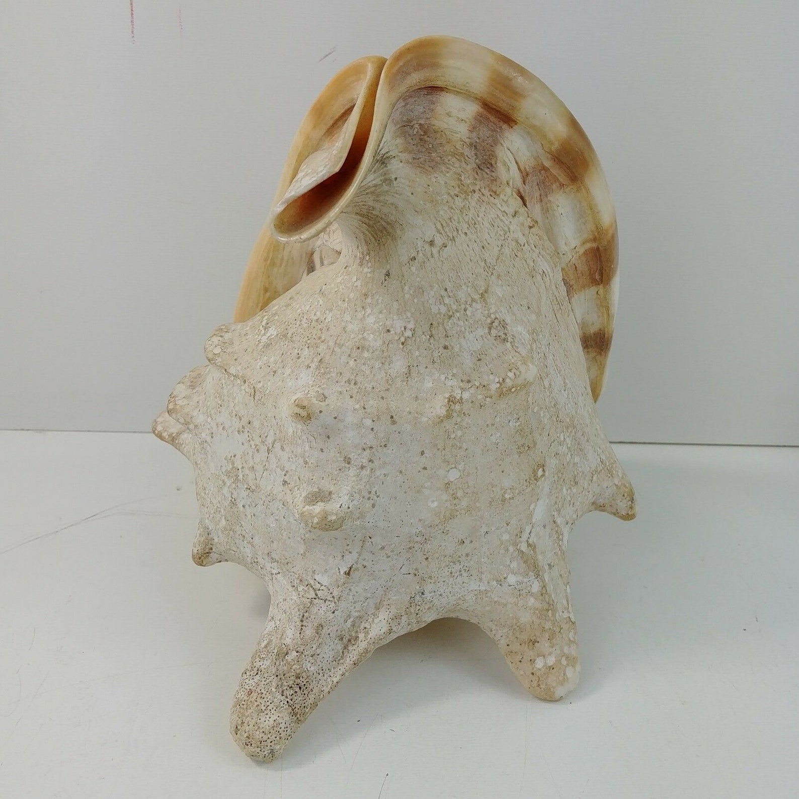 Hand Painted Conch Shell Souvenir Philippines Cebu City - Etsy