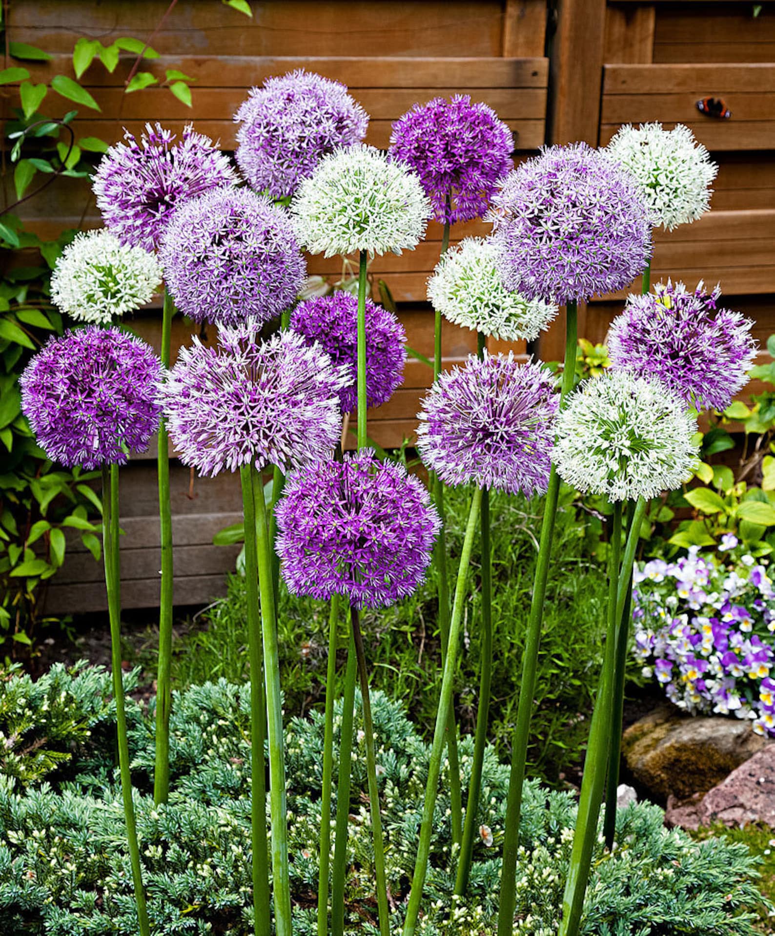 Tile Alliums Cast. Botanical Decorative Unique Plaster Wall Art Framу ...