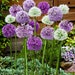 Tile Alliums Cast. Botanical Decorative Unique Plaster Wall Art Framу ...