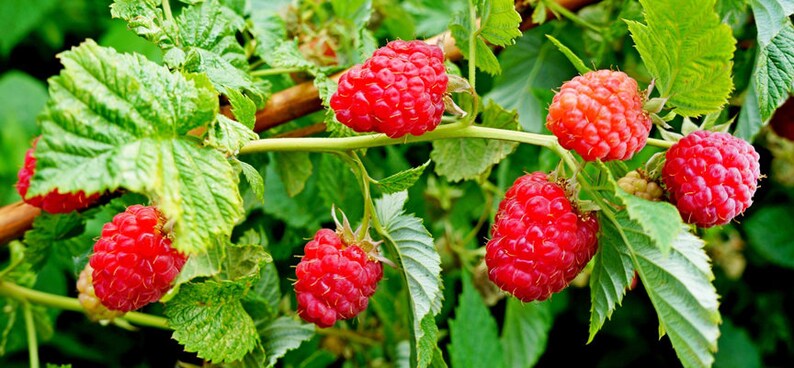 Tile Raspberries Cast. Botanical Decorative Unique Plaster | Etsy