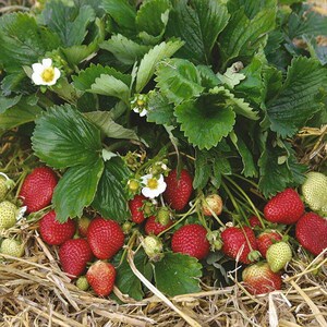 Tile Strawberry Cast. Botanical Decorative Unique Plaster Wall Art ...