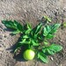 Tile Tomato Cast. Botanical Decorative Unique Plaster Wall Art Framу ...
