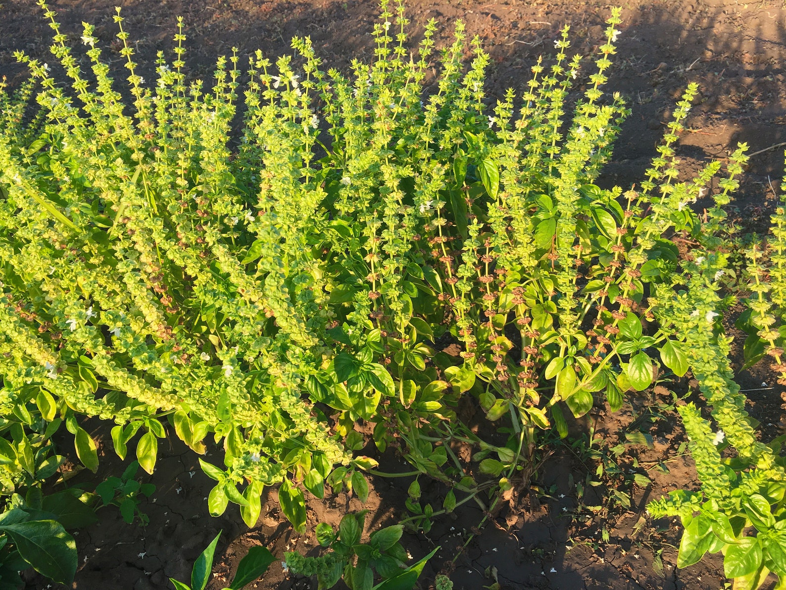 Tile Basil Cast. Botanical Decorative Unique Plaster Wall Art | Etsy