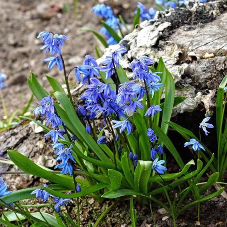 Tile Scilla Cast. Botanical Decorative Unique Plaster Wall Art Framу ...