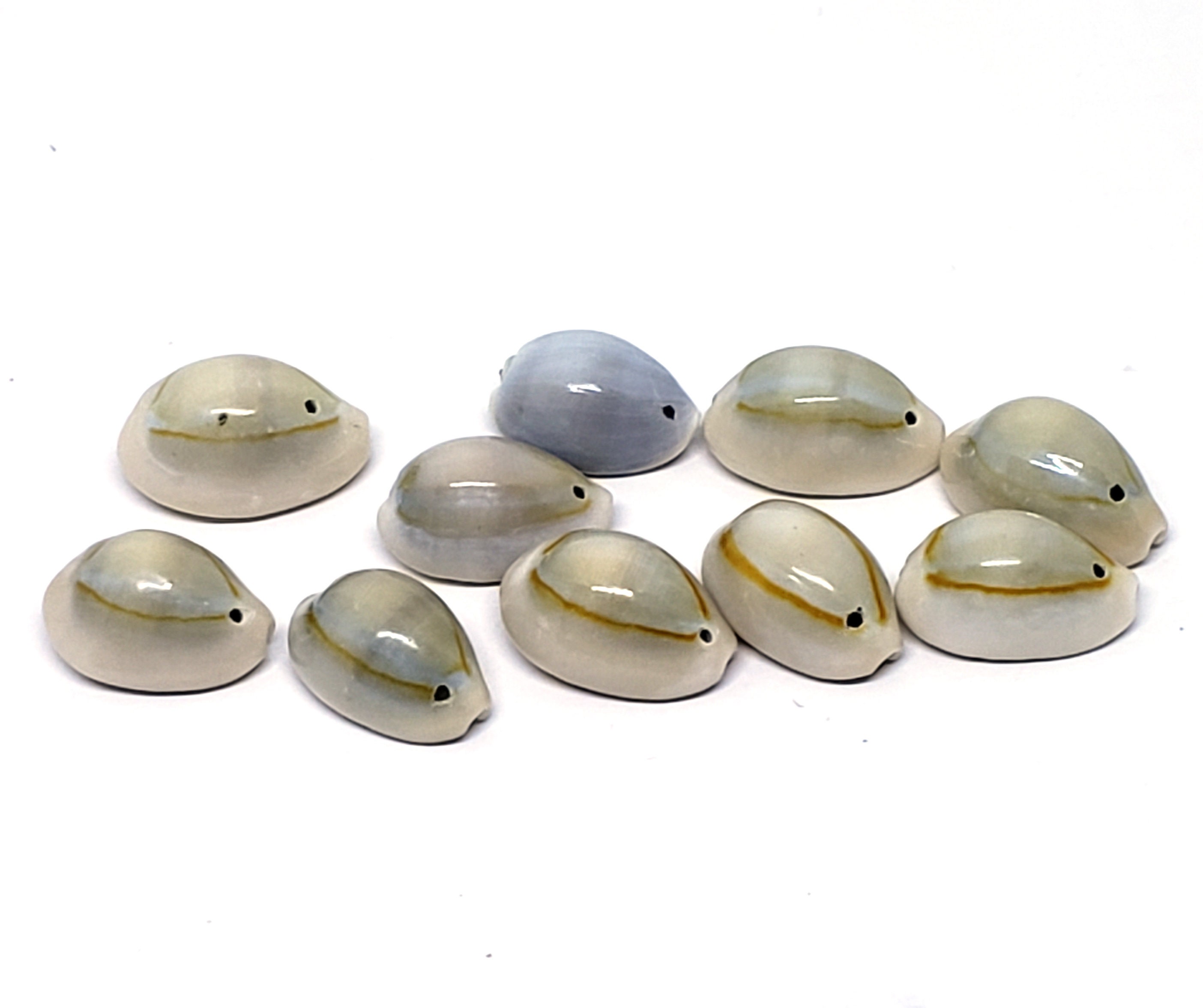 Hole Natural Sea Shell Cowrie Shell Shell Bead Seashell | Etsy