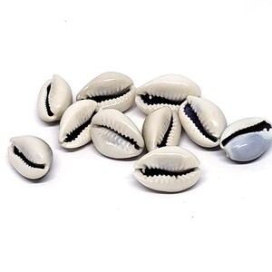 Hole Natural Sea Shell, Cowrie Shell, Shell Bead, Seashell, Coach Shell ...