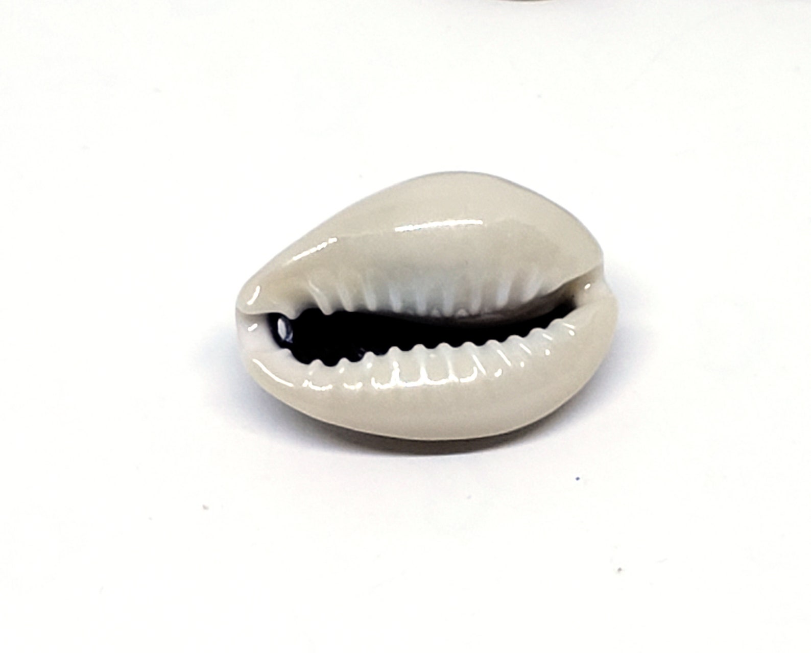 Hole Natural Sea Shell Cowrie Shell Shell Bead Seashell | Etsy