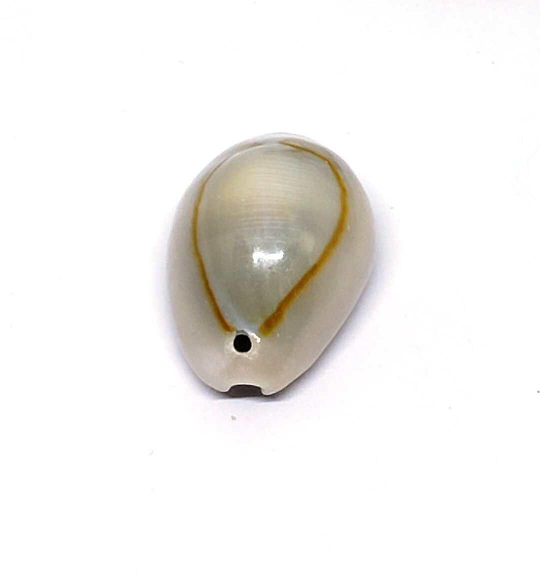 Hole Natural Sea Shell, Cowrie Shell, Shell Bead, Seashell, Coach Shell ...