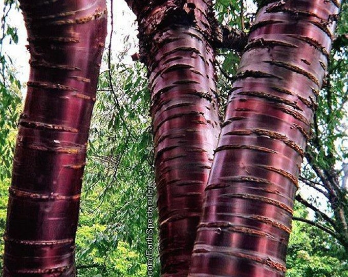 350 Rainbow Eucalyptus Deglupta Seeds - Etsy