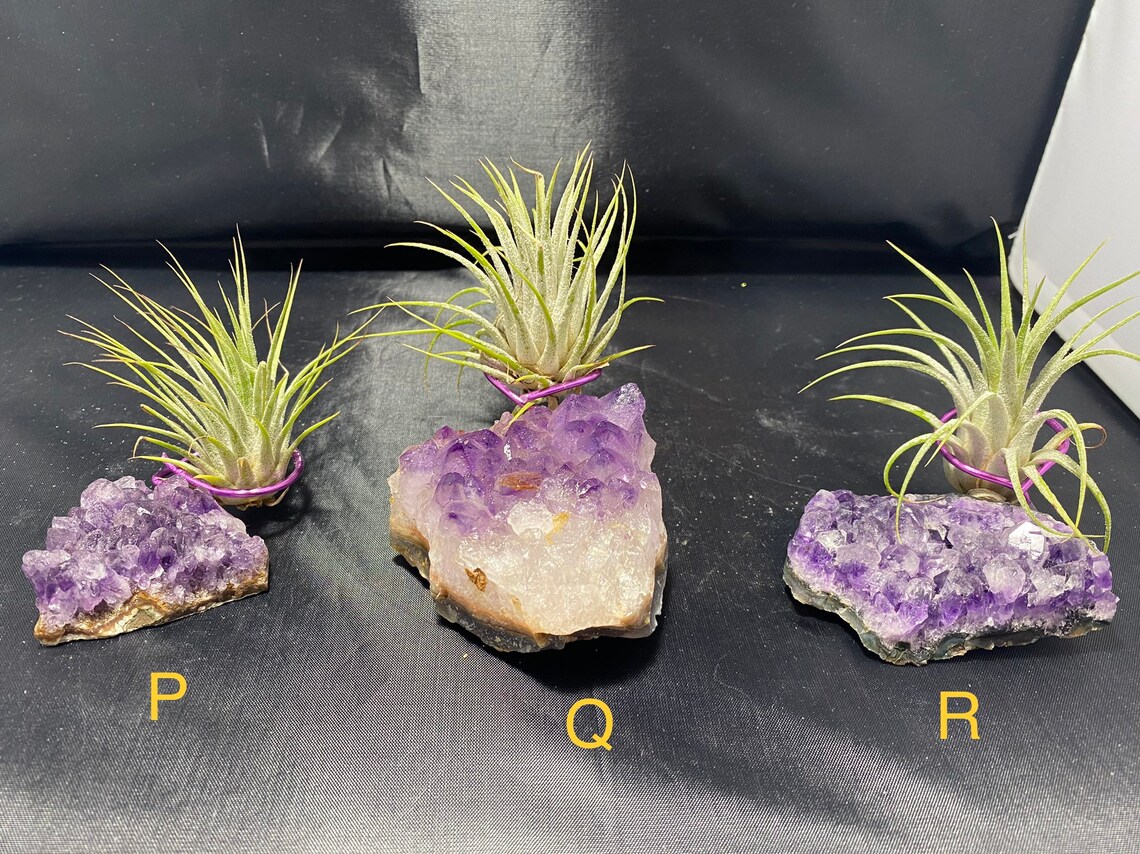 Quality Amethyst Crystal with Air Plant Choose exact one you | Etsy