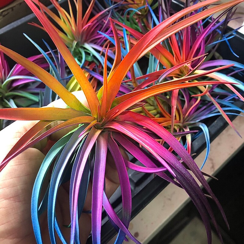 Large Air Plant - Etsy