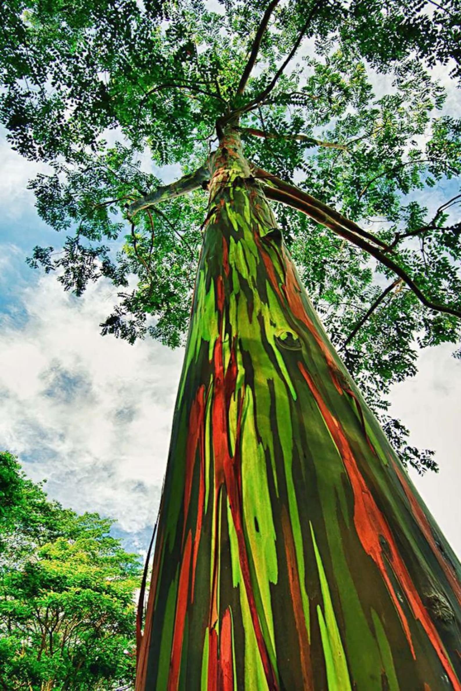 350+ Rainbow Eucalyptus Deglupta Seeds - Etsy
