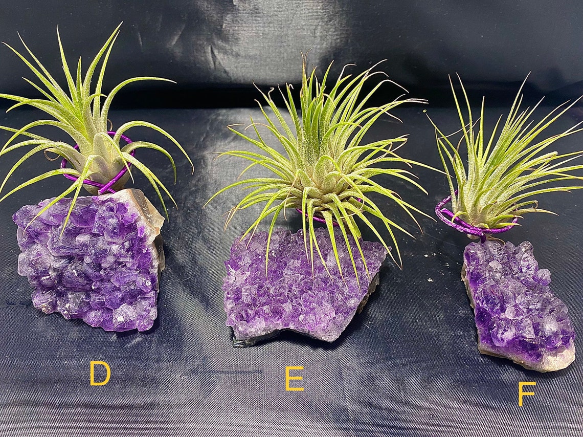 Quality Amethyst Crystal with Air Plant Choose exact one you | Etsy