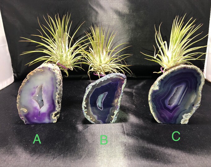 350 Rainbow Eucalyptus Deglupta Seeds - Etsy