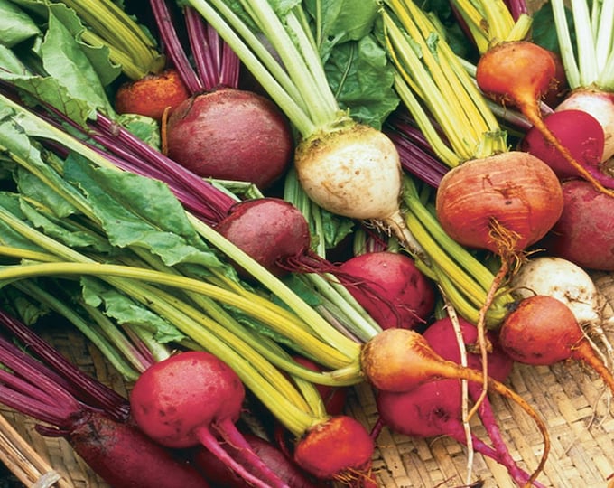 Colorful Beet Seeds - Organic, Heirloom, Open Pollinated, Non GMO ...