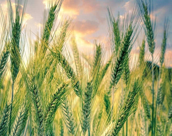 Marshall Pasture Forage Type Ryegrass Seed - Etsy