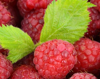 Raspberry Seeds - Organic, Heirloom, Open Pollinated, Non GMO - Grow ...