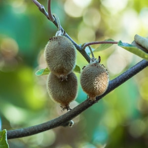 Kiwi Seeds - Organic, Heirloom, Open Pollinated, Non GMO - Grow Indoors ...