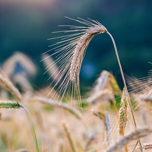 Rye Seeds - Organic, Heirloom, Open Pollinated, Non GMO - Grow Indoors ...