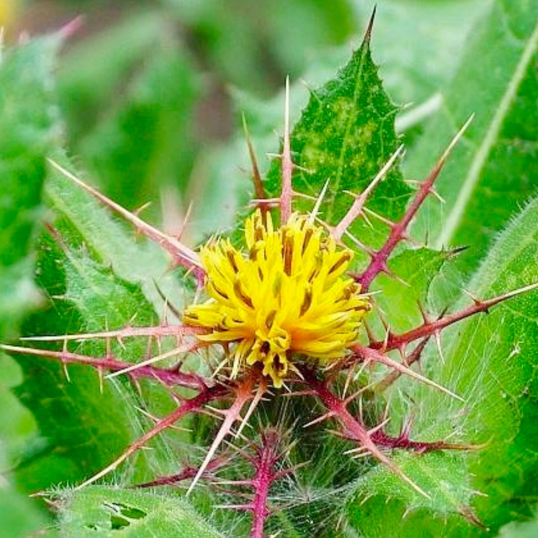 Blessed Thistle Seeds - Organic, Heirloom, Non GMO - Indoors, Outdoors ...