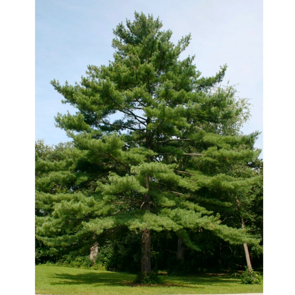 White Pine Tree Seeds - Heirloom, Open Pollinated, Non GMO - Grow ...