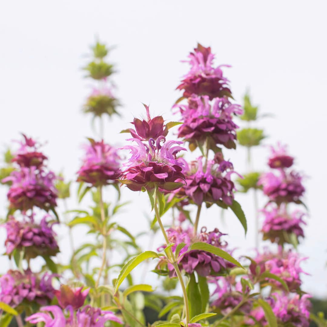 Lemon Mint Herb Seeds - Heirloom, Open Pollinated, Non GMO - Grow ...