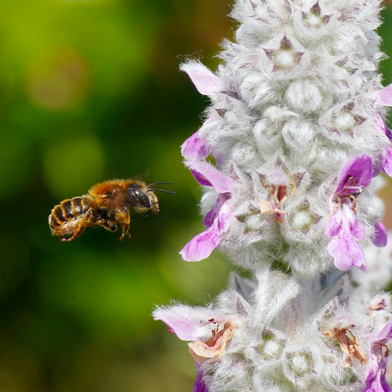 Lamb’s Ear Flower Seeds - Grow Beautiful Flowers Indoors, Outdoors, in ...