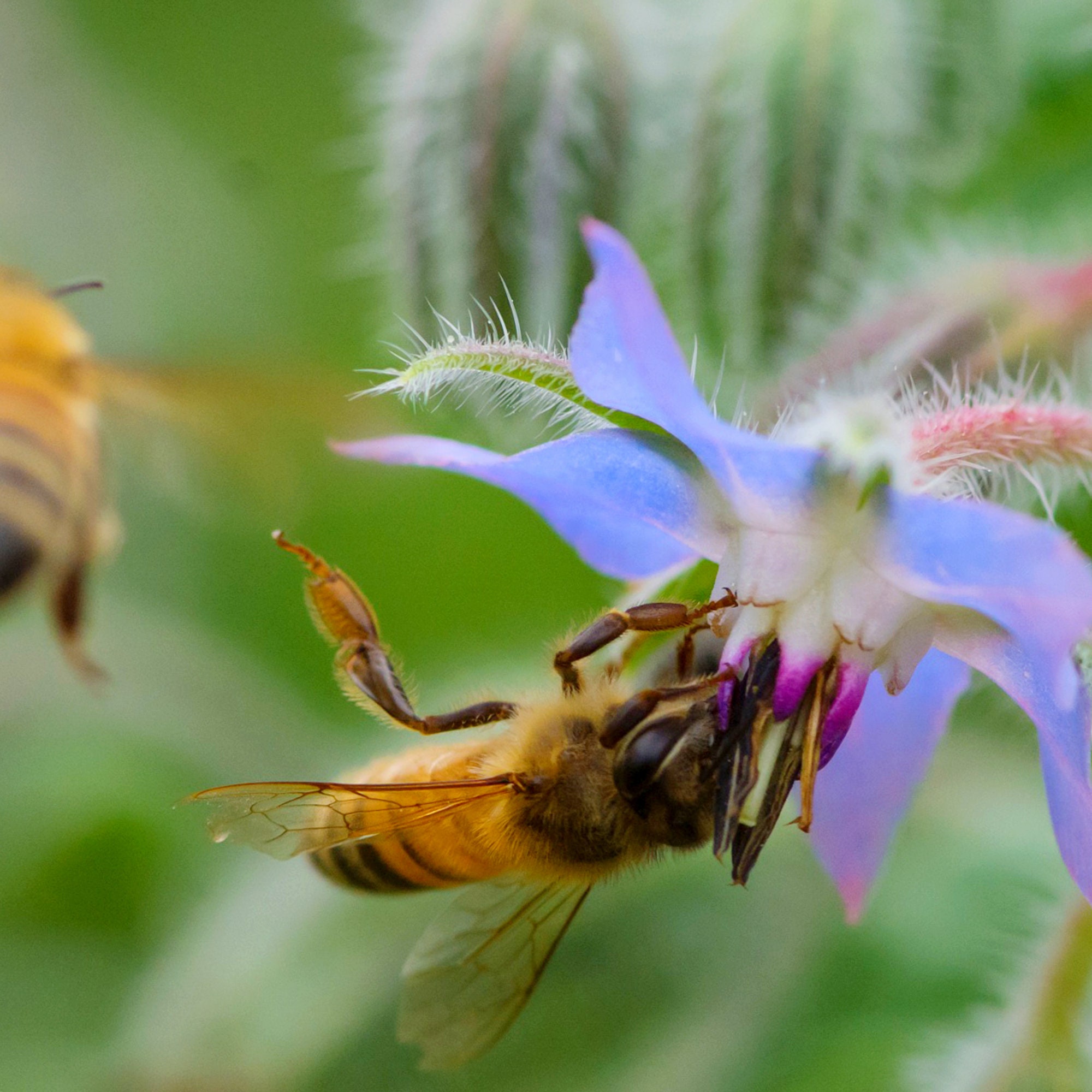 Save the Bees Seed Kit - Heirloom, Open Pollinated, Non GMO - Grow ...