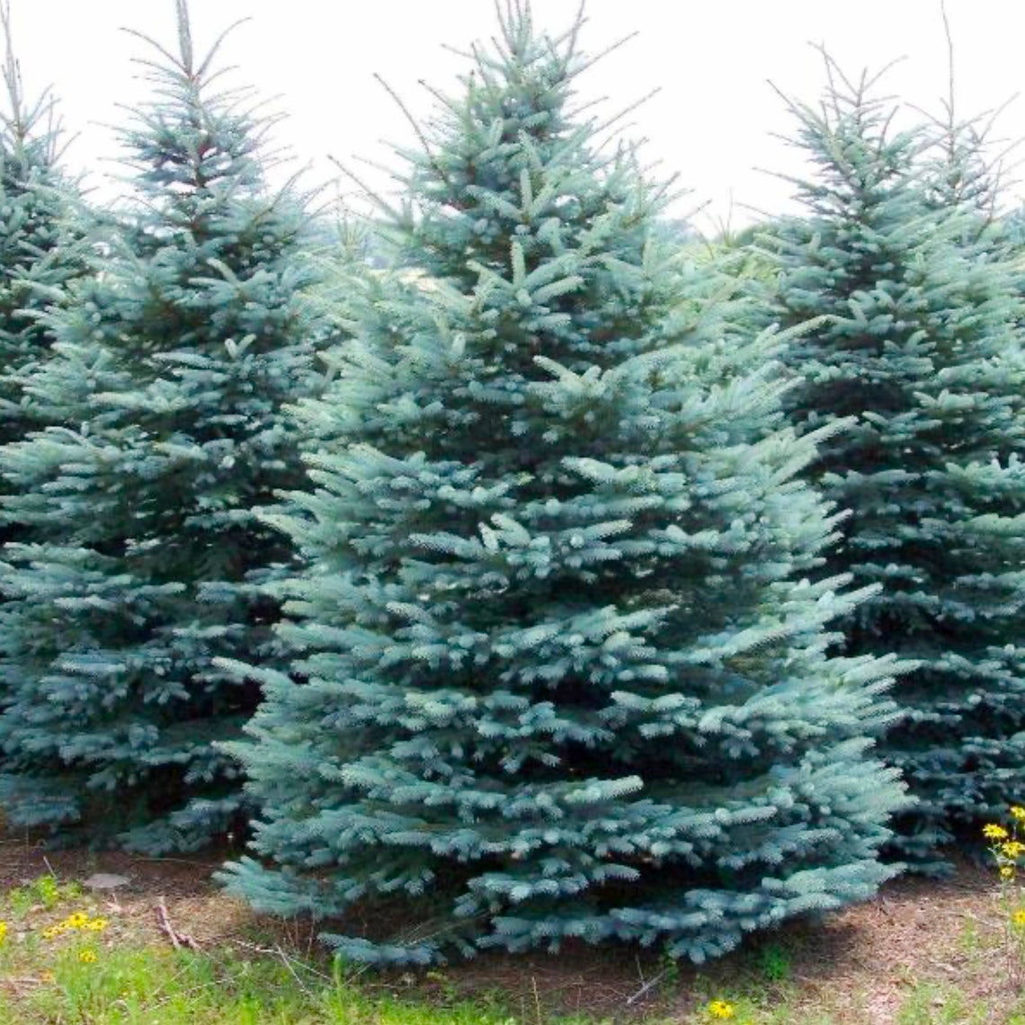 Blue Spruce Tree Seeds - Heirloom, Open Pollinated, Non GMO - Grow ...