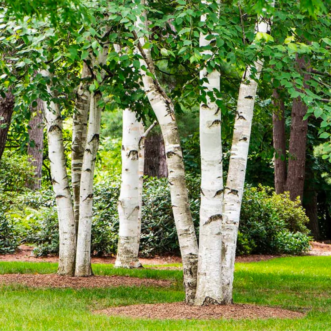 Paper Birch Tree Seeds - Heirloom, Open Pollinated, Non GMO - Grow ...