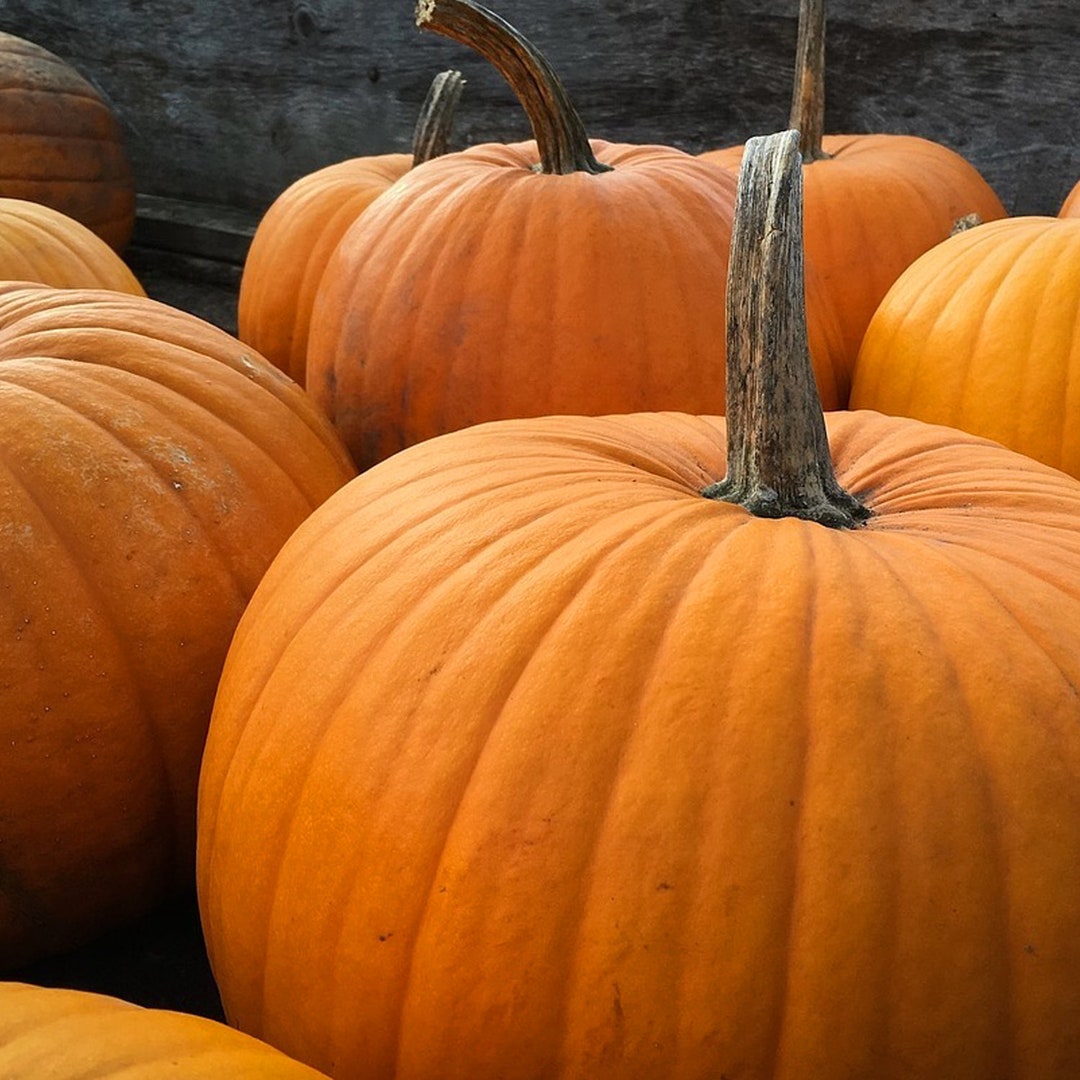 Pumpkin Big Max Seeds - Organic, Heirloom, Open Pollinated, Non GMO ...