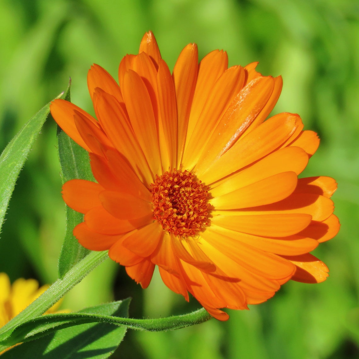 Orange Marigold Flower Seeds - Grow Beautiful Flowers Indoors, Outdoors ...