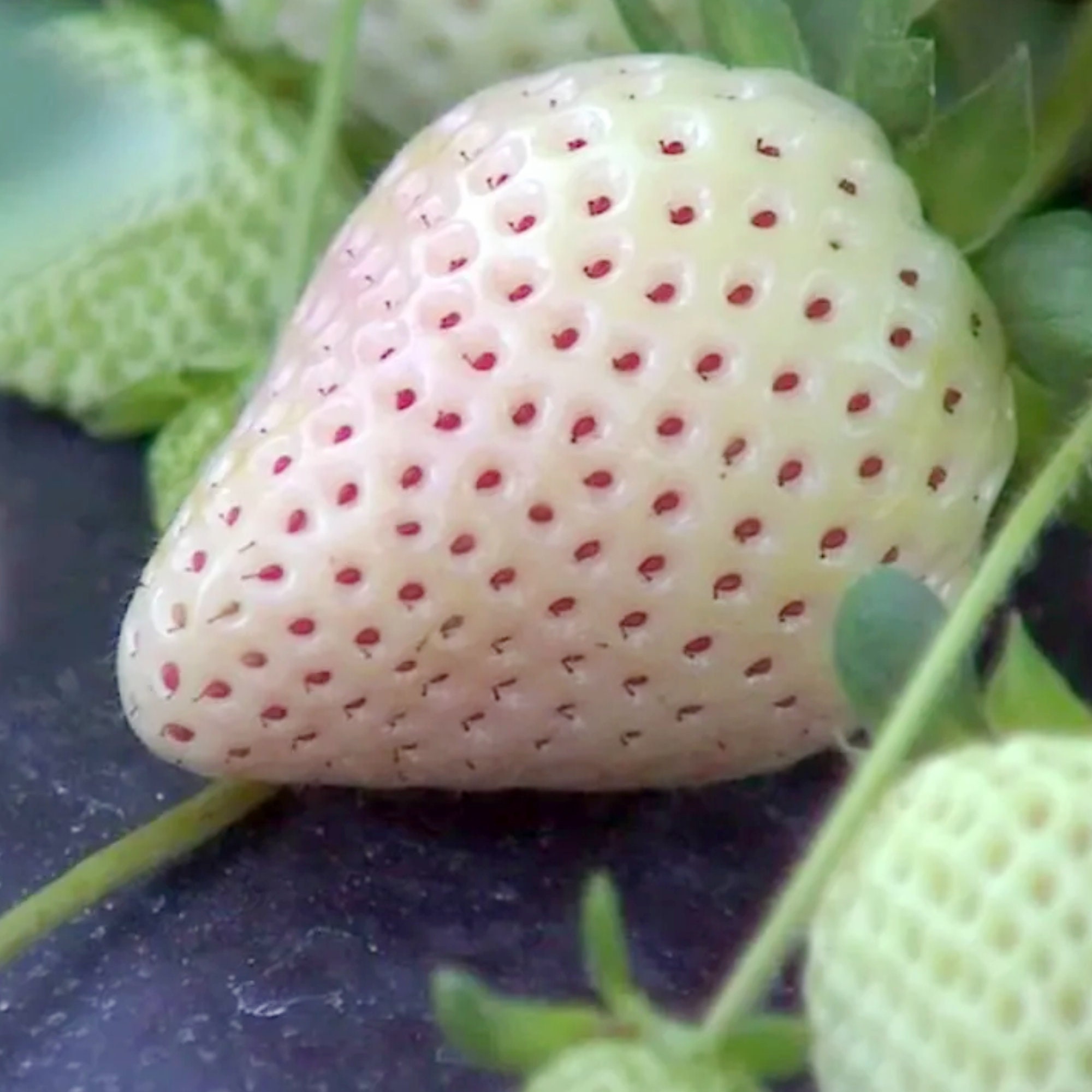 White Strawberry Seeds - Organic, Heirloom, Non GMO - Grow Indoors ...