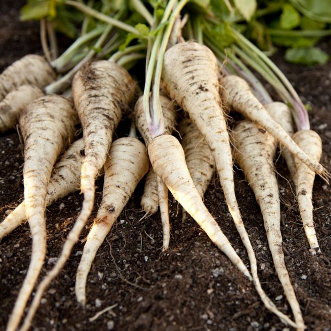 Parsnip Seeds - Organic, Heirloom, Open Pollinated, Non GMO - Grow ...