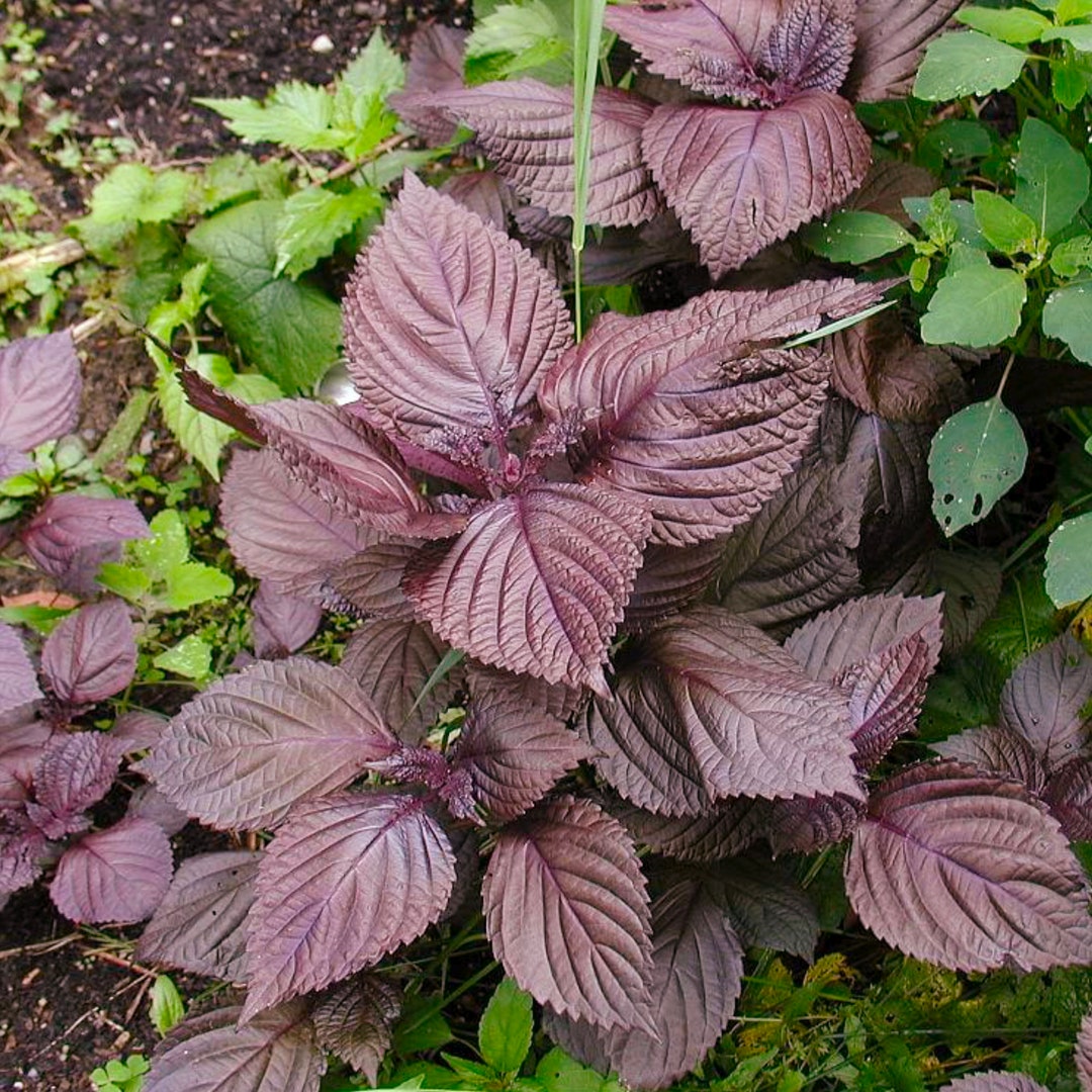 Purple Shiso Herb Seeds - Organic, Heirloom, Open Pollinated, Non GMO ...