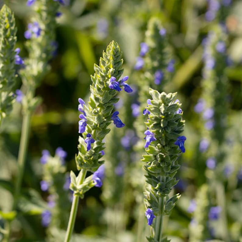 Chia Seeds - Organic, Heirloom, Open Pollinated, Non GMO - Grow Indoors ...