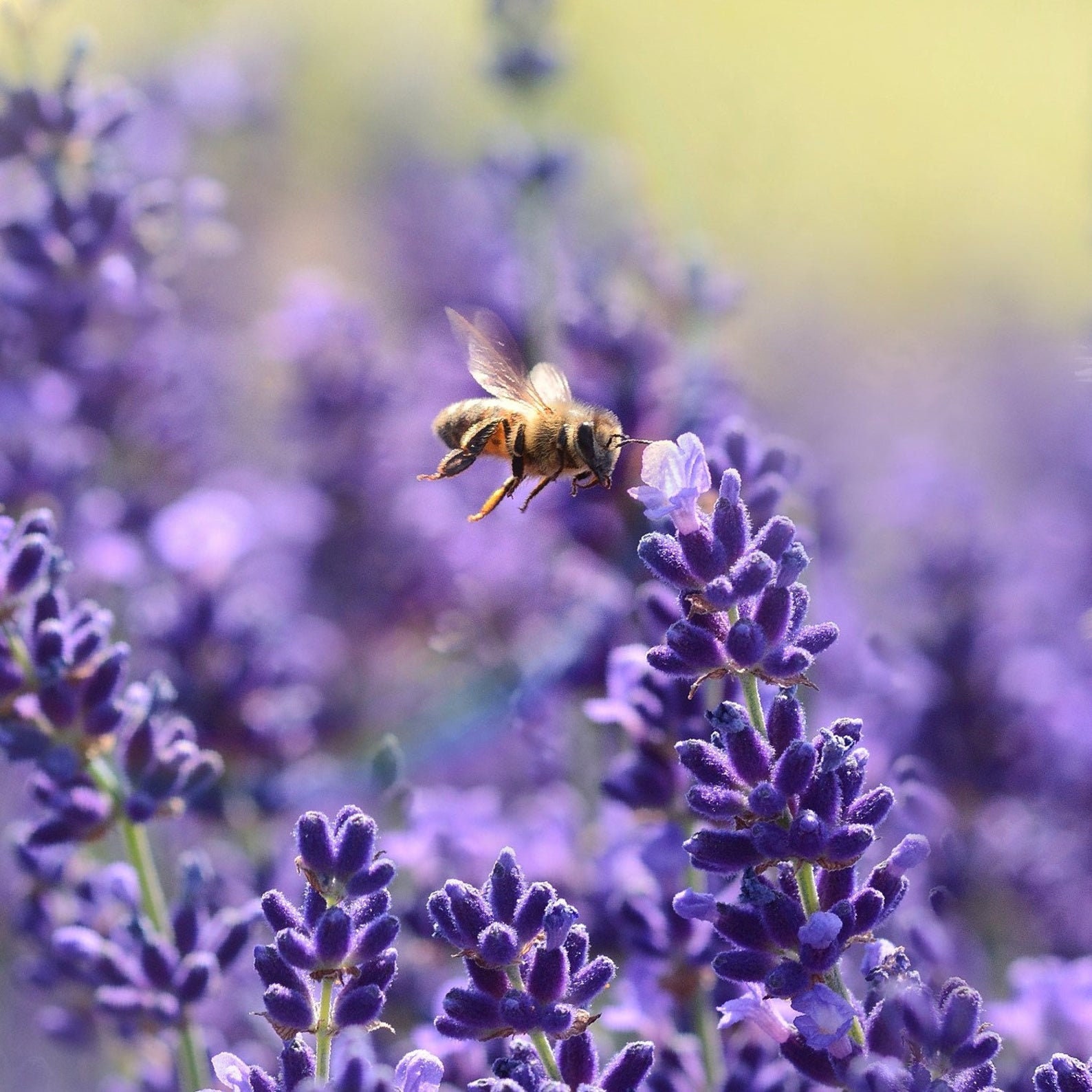 Save the Bees Seed Kit Heirloom Open Pollinated Non GMO - Etsy