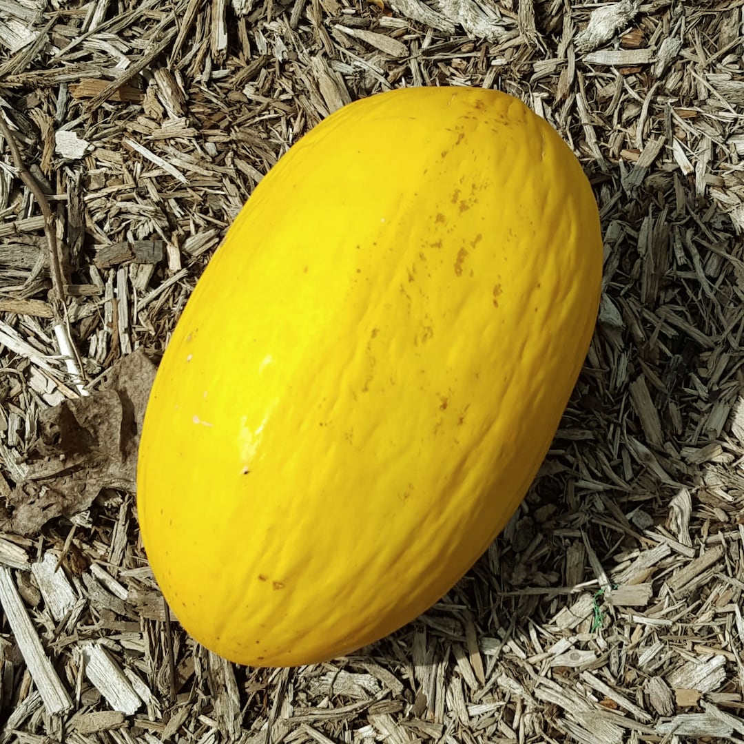 Canary Melon Organic Seeds Heirloom, Open Pollinated, Non GMO Grow ...