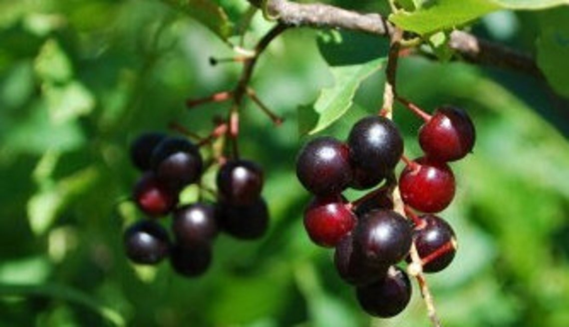 Black Cherry Seeds - Organic, Heirloom, Open Pollinated, Non GMO - Grow ...