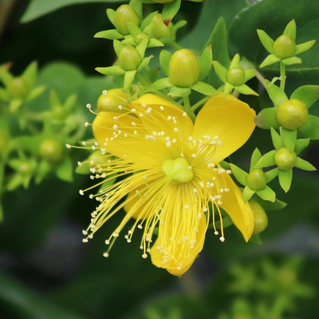 St. John’s Wort Seeds - Organic, Heirloom, Open Pollinated, Non GMO ...