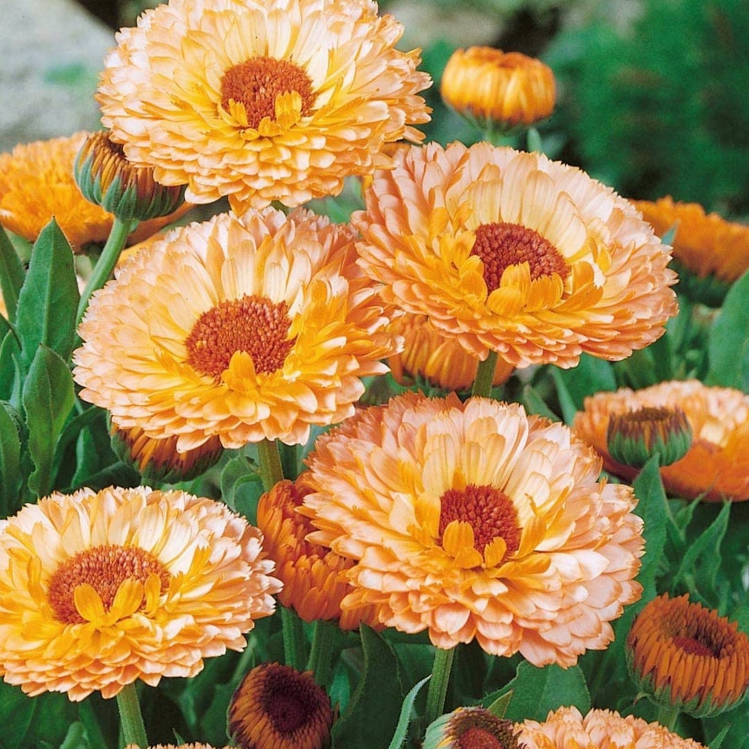 Pink Calendula Flower Seeds - Grow Beautiful Flowers Indoors, Outdoors ...