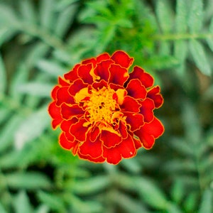 Red Marigold Flower Seeds - Grow Beautiful Flowers Indoors, Outdoors ...