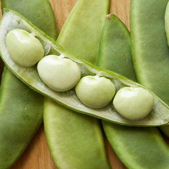 Planta De Frijol Lima En Una Maceta Nuevos Cultivares De Frijol Lima
