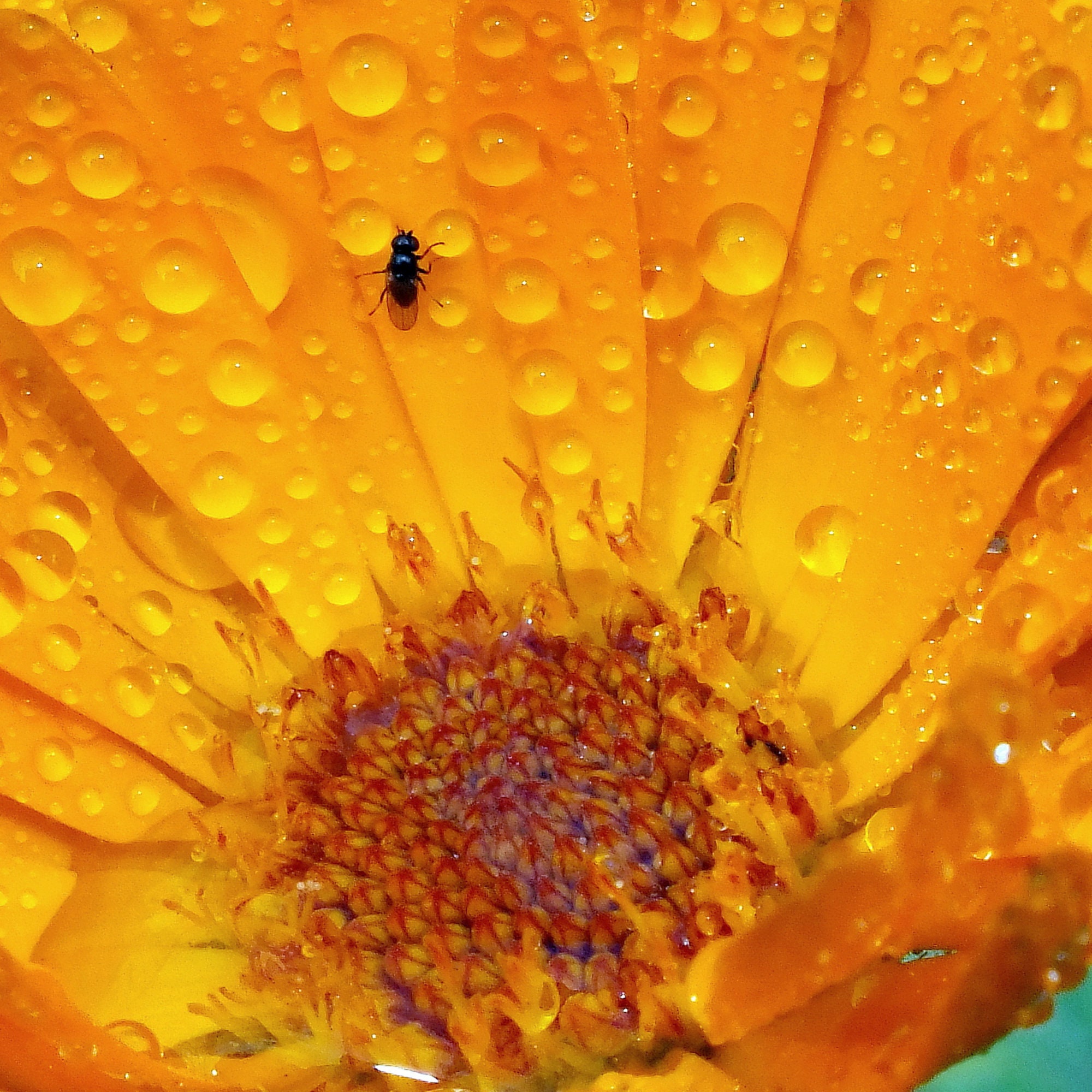 Orange Marigold Flower Seeds - Grow Beautiful Flowers Indoors, Outdoors ...