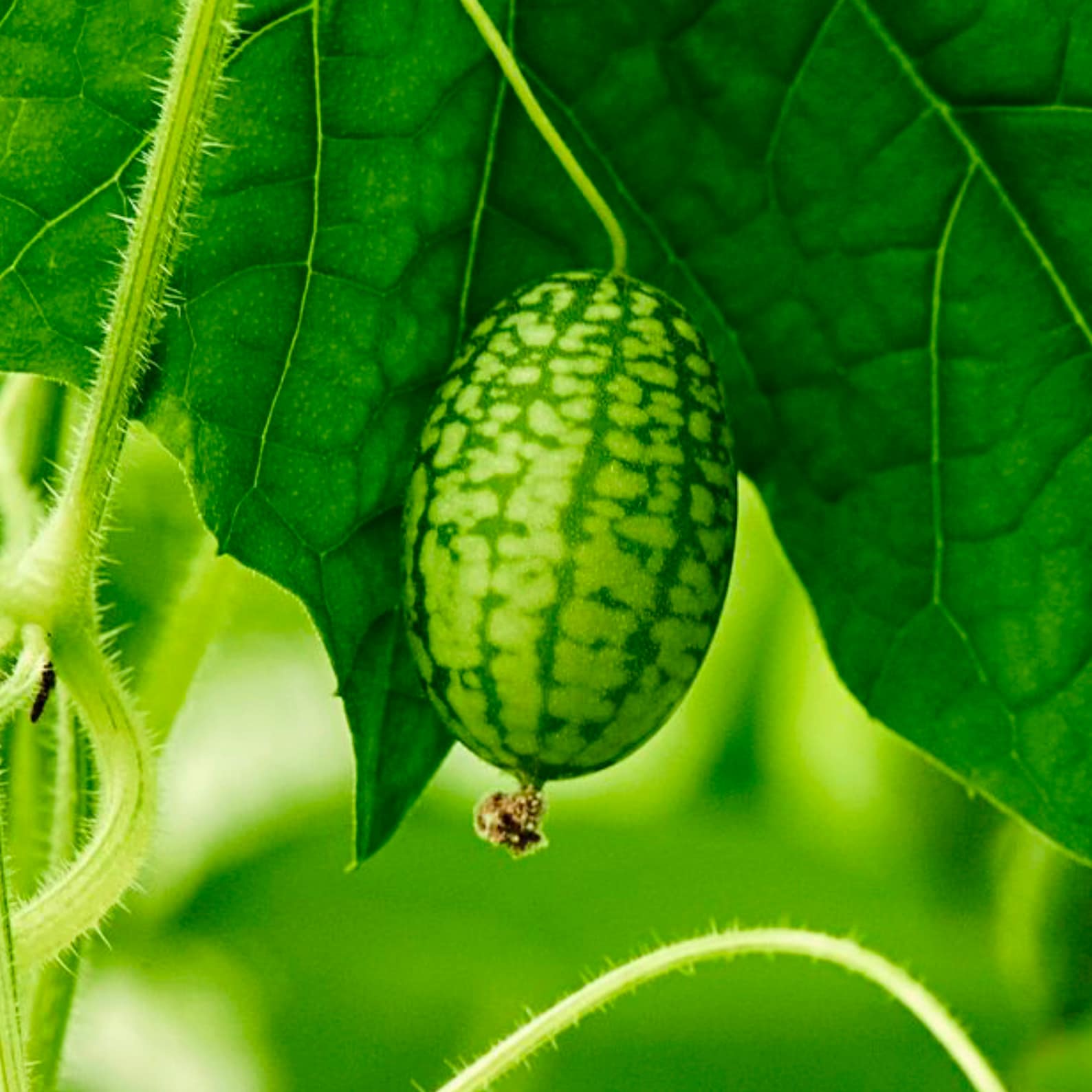 Cucamelon Seeds Heirloom Open Pollinated Non GMO Grow - Etsy