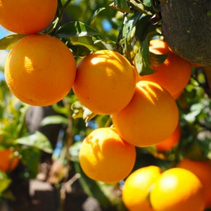 Orange Seeds - Heirloom, Open Pollinated, Non GMO - Grow Indoors ...