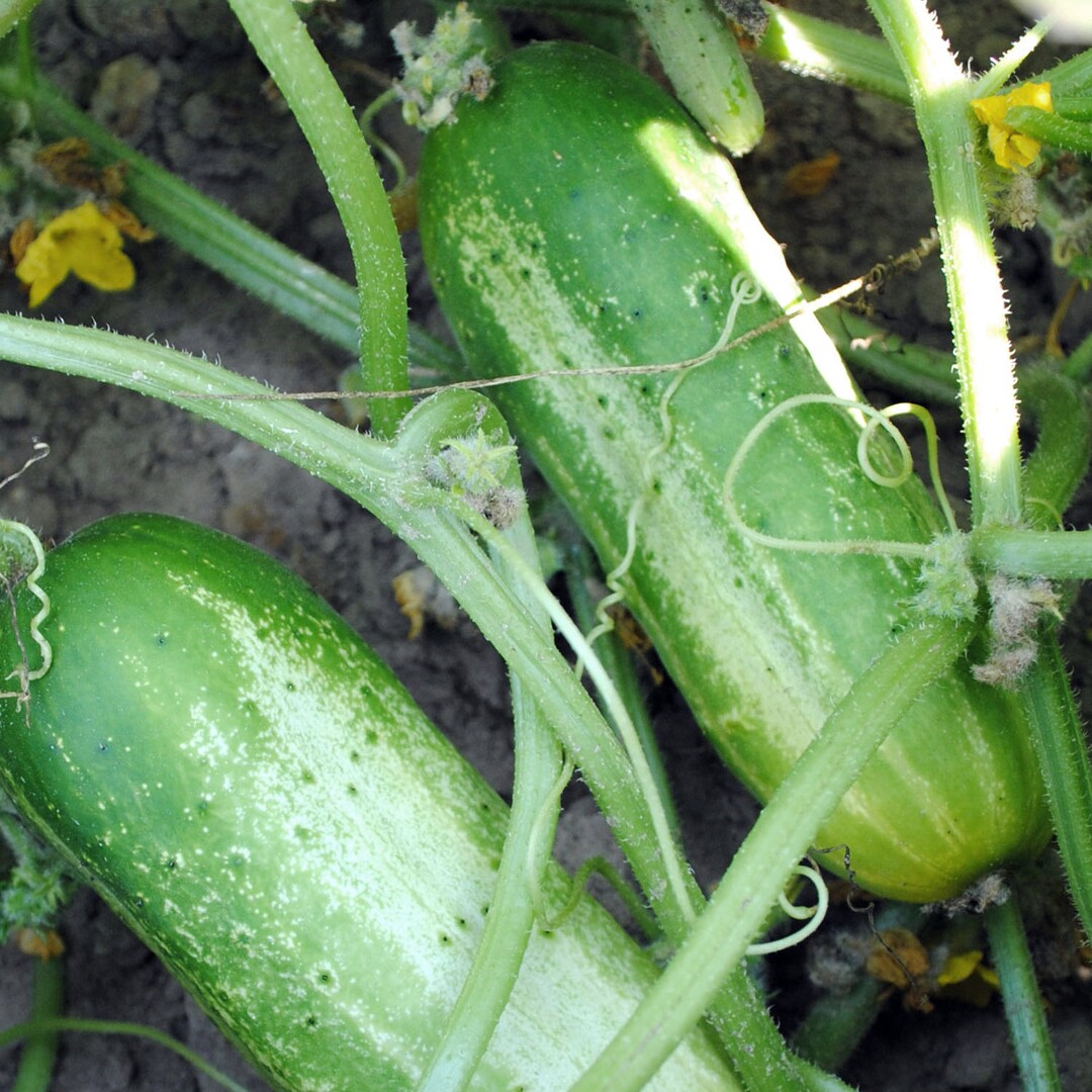 Cucumber Seeds - Organic, Heirloom, Open Pollinated, Non GMO - Grow ...