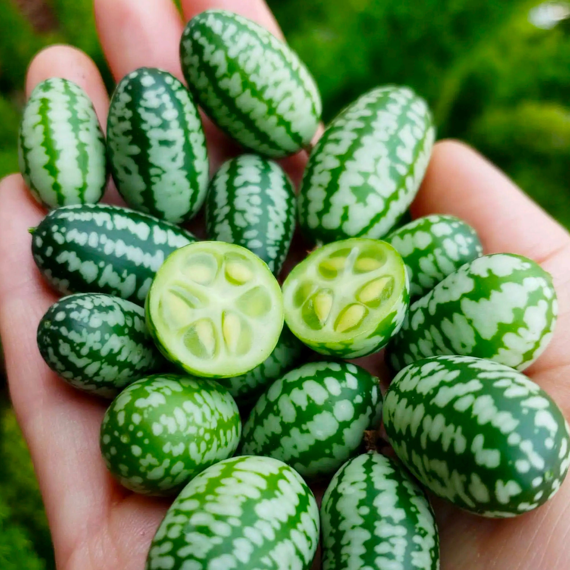 Cucamelon Seeds Heirloom Open Pollinated Non GMO Grow - Etsy