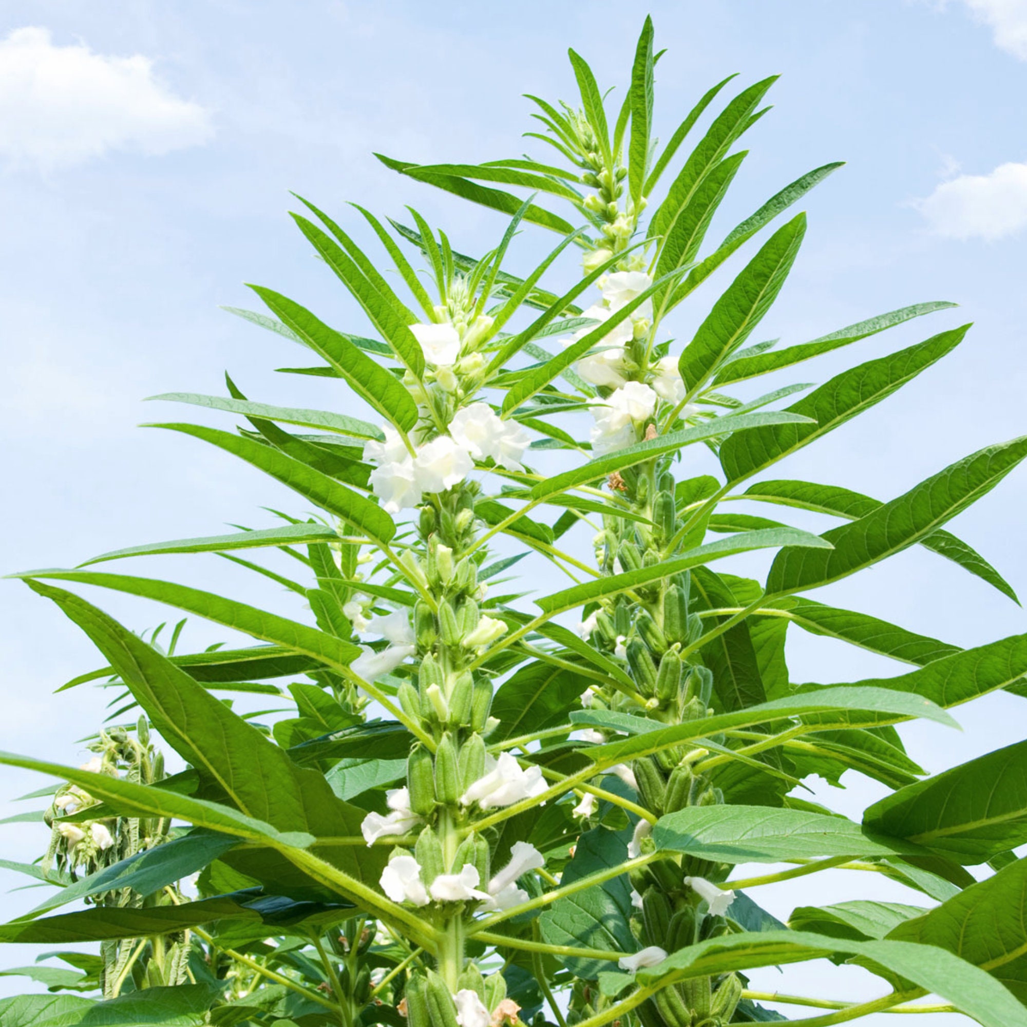 Sesame Organic Seeds Heirloom Open Pollinated Non GMO - Etsy